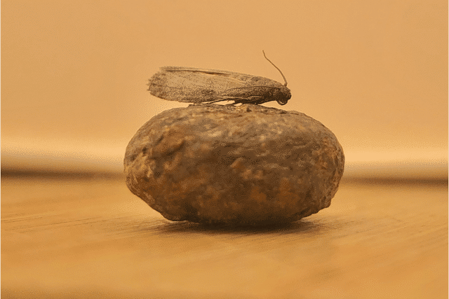 Cacao Moth: don't bug me please - Silva