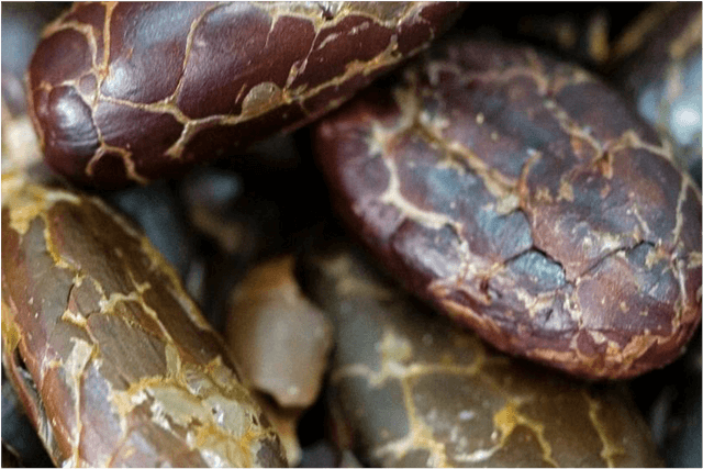Making Good Use of Cacao Shells - Silva